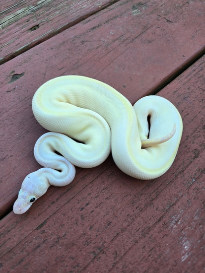 Pastel Ivory Genetic Stripe Ball Python by JCC Reptiles