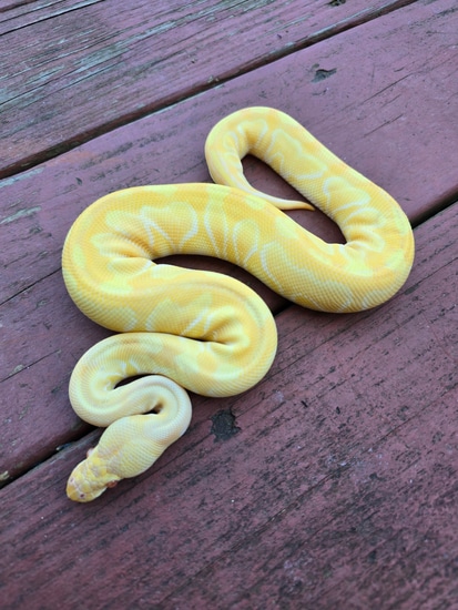 Albino Butter Ball Python by JCC Reptiles