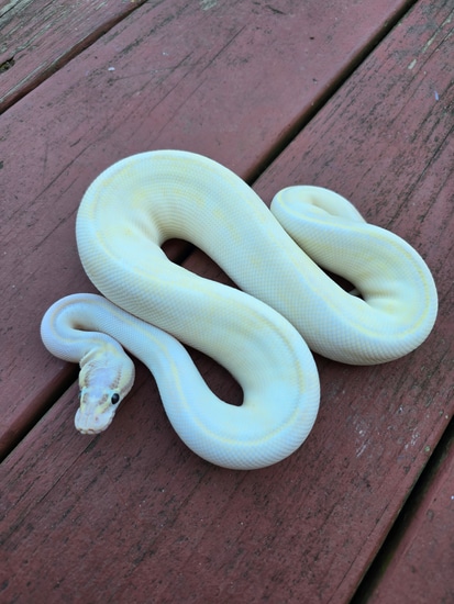 Pastel Ivory Het Albino Ball Python by JCC Reptiles