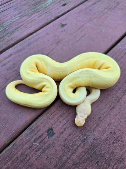 Albino Pinstripe Ball Python by JCC Reptiles