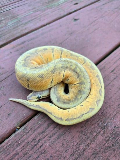 Hypo Superblast Ball Python by JCC Reptiles