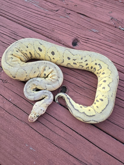 Killer Clown Ball Python by JCC Reptiles