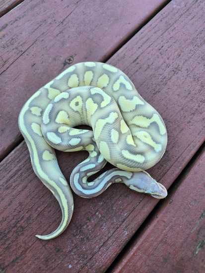 Hypo Pastel Yellowbelly Butter Ball Python by JCC Reptiles