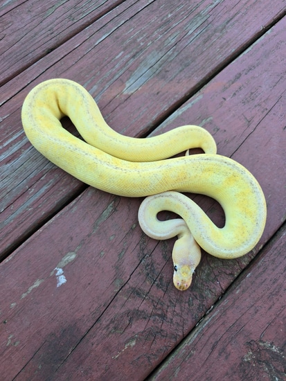 Pastel Mimosa Ball Python by JCC Reptiles