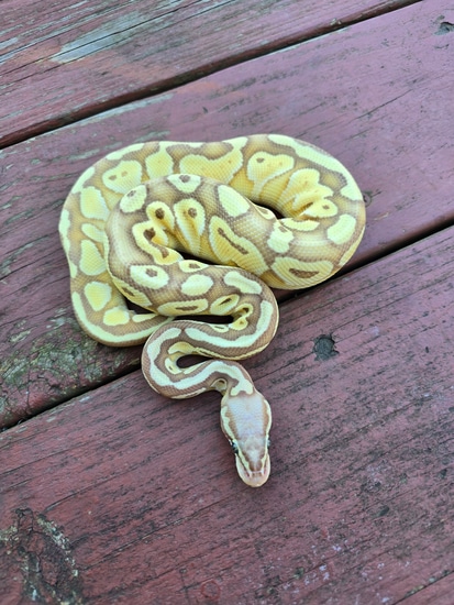 Pastel Banana Butter Ball Python by JCC Reptiles