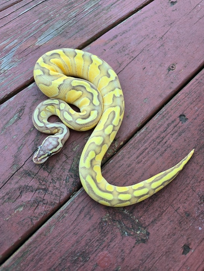 Hypo Enchi Pastel Mojave Ball Python by JCC Reptiles