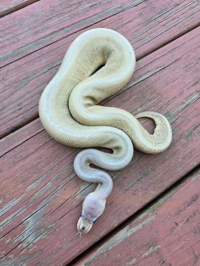 Hypo Pewter Pinstripe Ball Python by JCC Reptiles