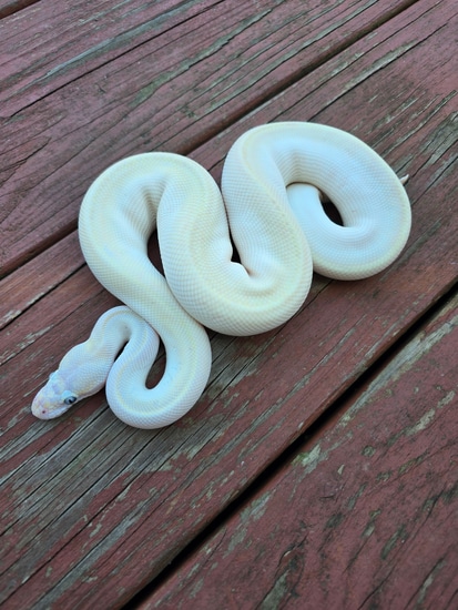 Hypo BEL Ball Python by JCC Reptiles