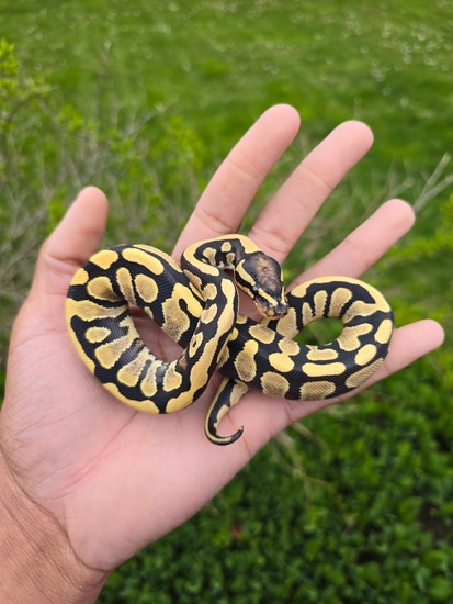 Yellowbelly Desert Ghost Ball Python by JCC Reptiles