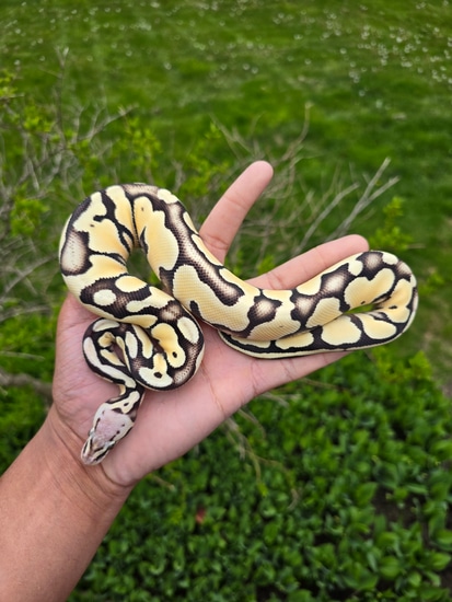 Super Pastel Desert Ghost Ball Python by JCC Reptiles