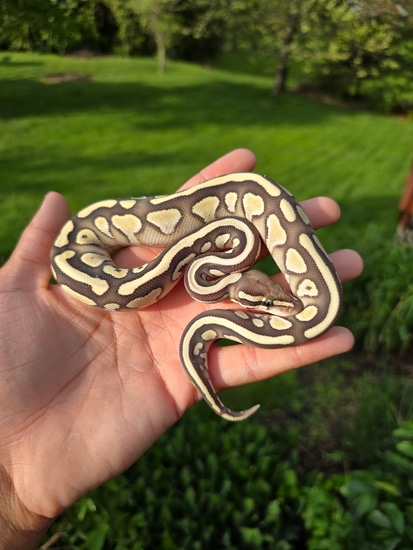 Butter Specter Desert Ghost Ball Python by JCC Reptiles