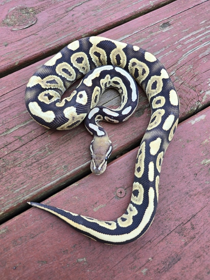 Black Pastel Desert Ghost Ball Python by JCC Reptiles