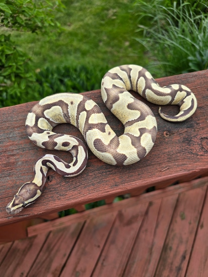 Desert Ghost Enchi Ball Python by JCC Reptiles