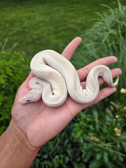 Ivory Ball Python by JCC Reptiles
