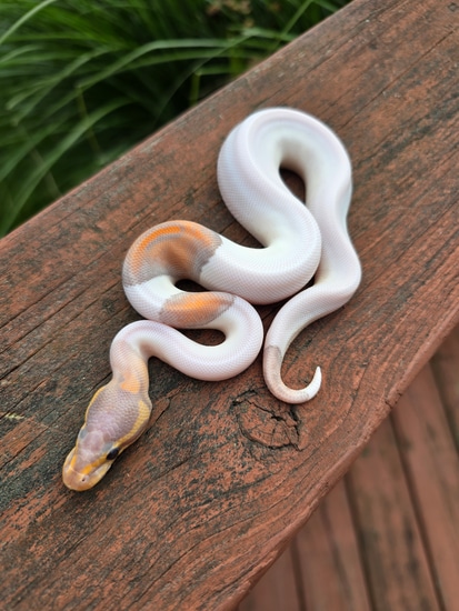 Super Banana Black Pastel Orange Dream Piebald (Yellowbelly) 50% Het ...