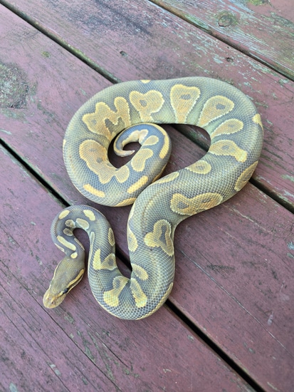 Hypo Chocolate Black Pastel Enchi Ball Python by JCC Reptiles