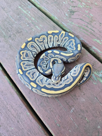 Hypo Black Pastel Ball Python by JCC Reptiles