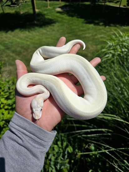 Hypo BEL Ball Python by JCC Reptiles