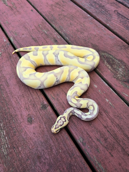 Hypo DG Super Enchi Pastel Paradox Ball Python by JCC Reptiles