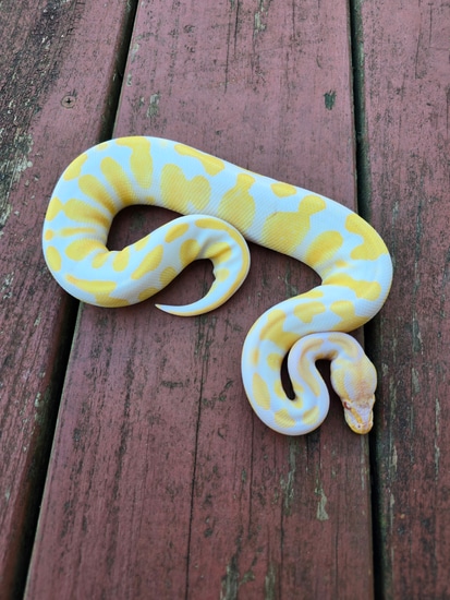 Albino Chocolate Ball Python by JCC Reptiles