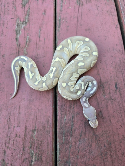 Hypo Chocolate Butter Ball Python by JCC Reptiles
