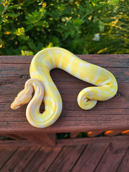 Albino Enchi Ball Python by JCC Reptiles