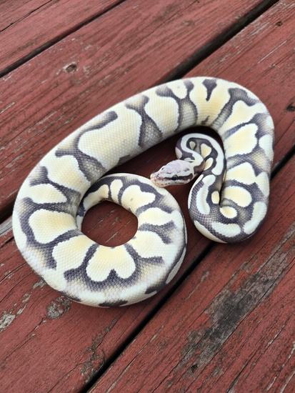 Hypo DG Super Pastel Ball Python by JCC Reptiles
