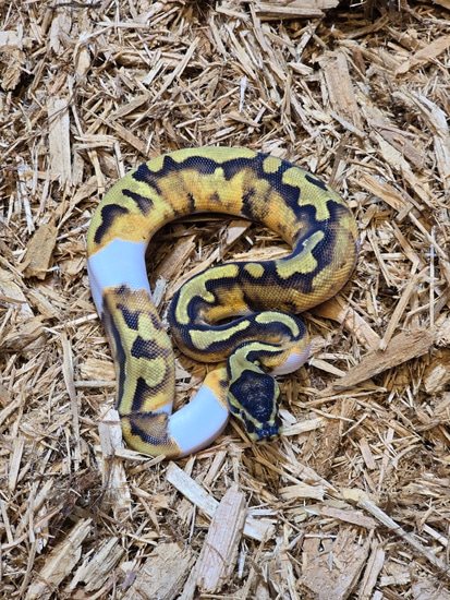 Enchi Poss OD Piebald Ball Python by JCC Reptiles