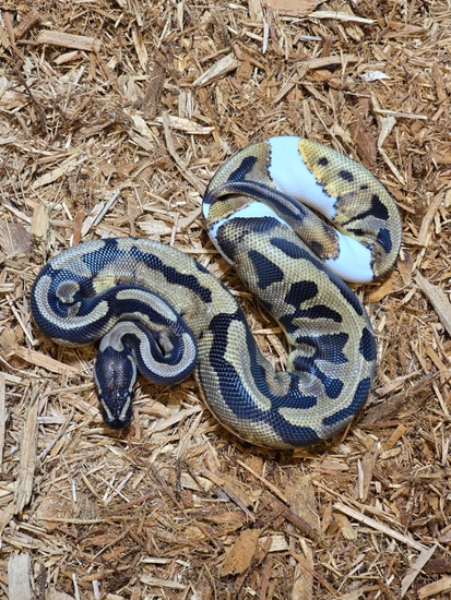 Piebald Ball Python by JCC Reptiles