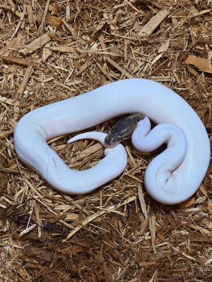Black Pewter Piebald Ball Python by JCC Reptiles