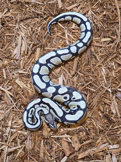 Desert Ghost Het Cryptic Ball Python by JCC Reptiles