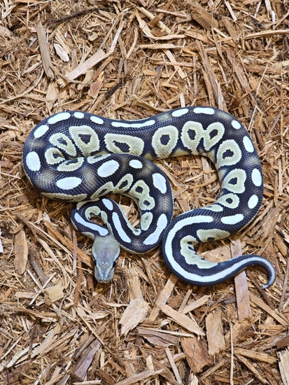 * Free Shipping* Cinnamon Desert Ghost Ball Python by JCC Reptiles