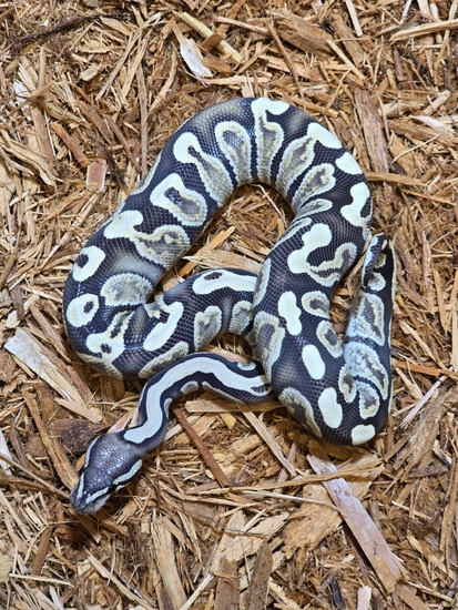 GHI Desert Ghost Ball Python by JCC Reptiles