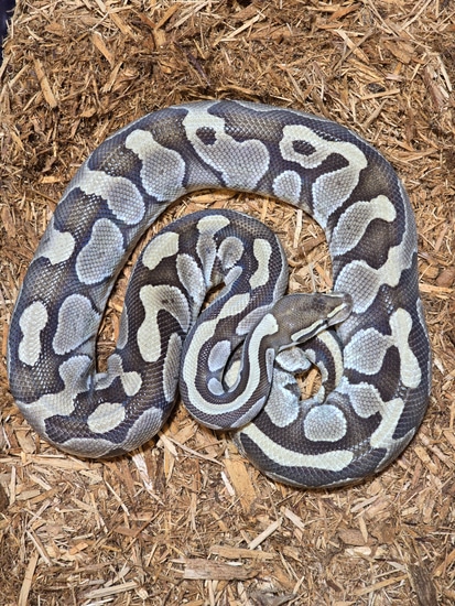 Butter Double Het Hypo Het Desert Ghost Ball Python by JCC Reptiles
