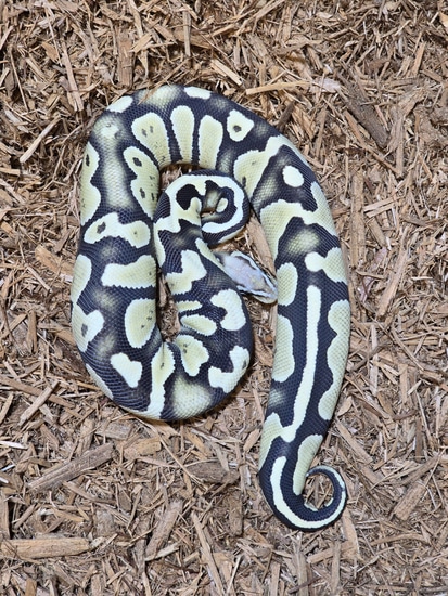 Pastel Chocolate Desert Ghost Ball Python by JCC Reptiles