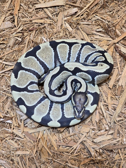 Desert Ghost Ball Python by JCC Reptiles