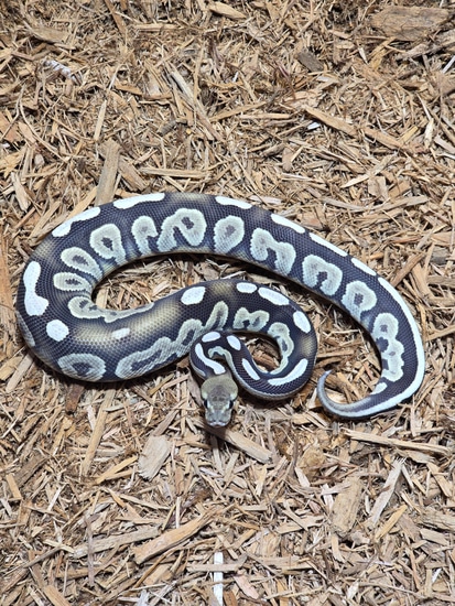 Cinnamon Desert Ghost Ball Python by JCC Reptiles