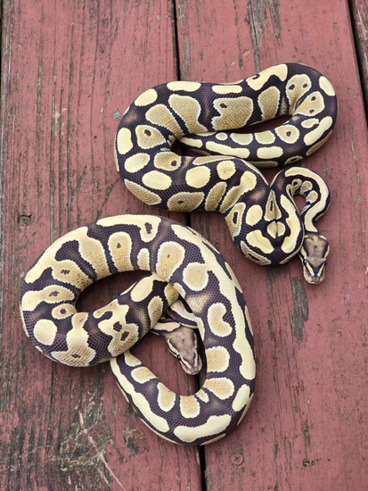Vanilla DG Het Hypo Pair! Ball Python by JCC Reptiles