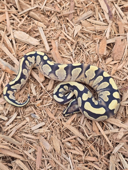Calico YB Desert Ghost Ball Python by JCC Reptiles