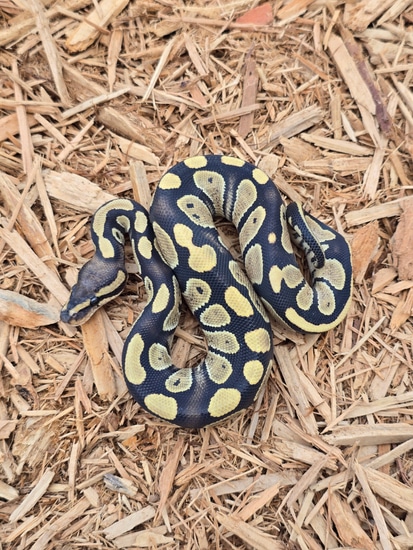 Mahogany Desert Ghost Ball Python by JCC Reptiles