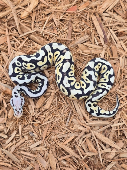Pastel Spotnose Desert Ghost Ball Python by JCC Reptiles