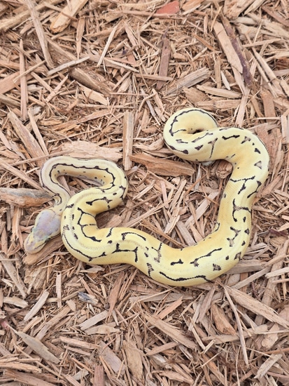 Lemonblast Desert Ghost Ball Python by JCC Reptiles