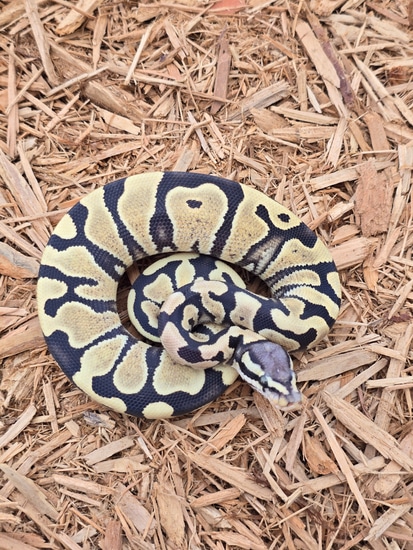 YB DG Ball Python by JCC Reptiles