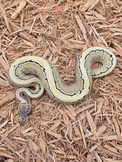 Pinstripe Desert Ghost Ball Python by JCC Reptiles