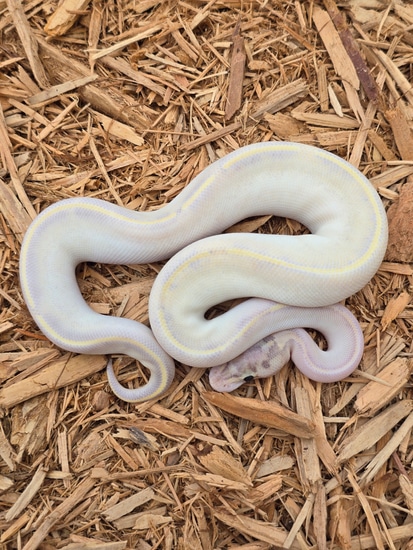 Ivory Desert Ghost Ball Python by JCC Reptiles