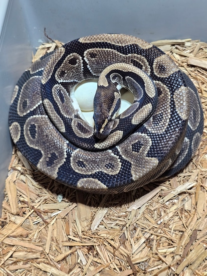 Het Dreamsicle Ball Python by JCC Reptiles