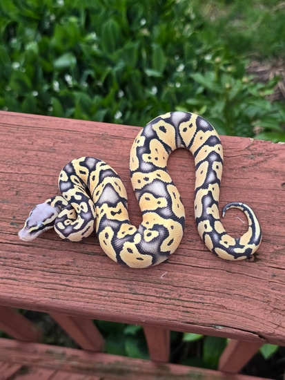 Super Pastel Desert Ghost Ball Python by JCC Reptiles