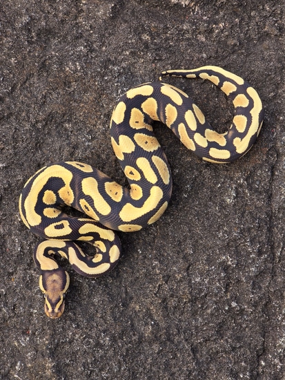 Yellowbelly Desert Ghost Ball Python by JCC Reptiles