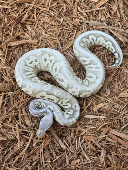 Hypo Black Pewter Desert Ghost Ball Python by JCC Reptiles