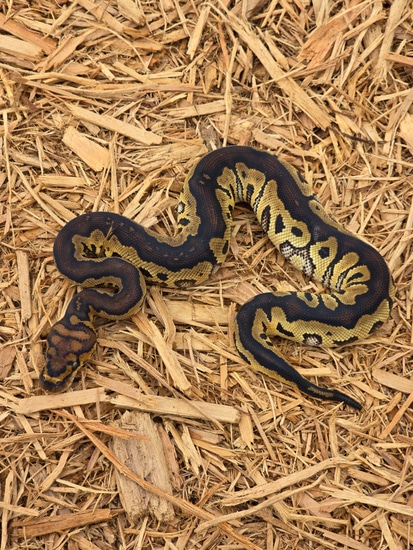 Redstripe Clown Ball Python by JCC Reptiles